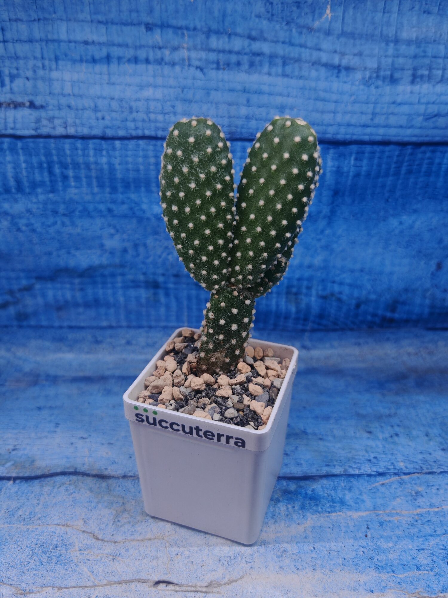 Кактус Opuntia Microdasys Albata (Опунция). Диаметр горшка 5 см. Субстрат Succuterra Classic и фирменный горшочек в комплекте.