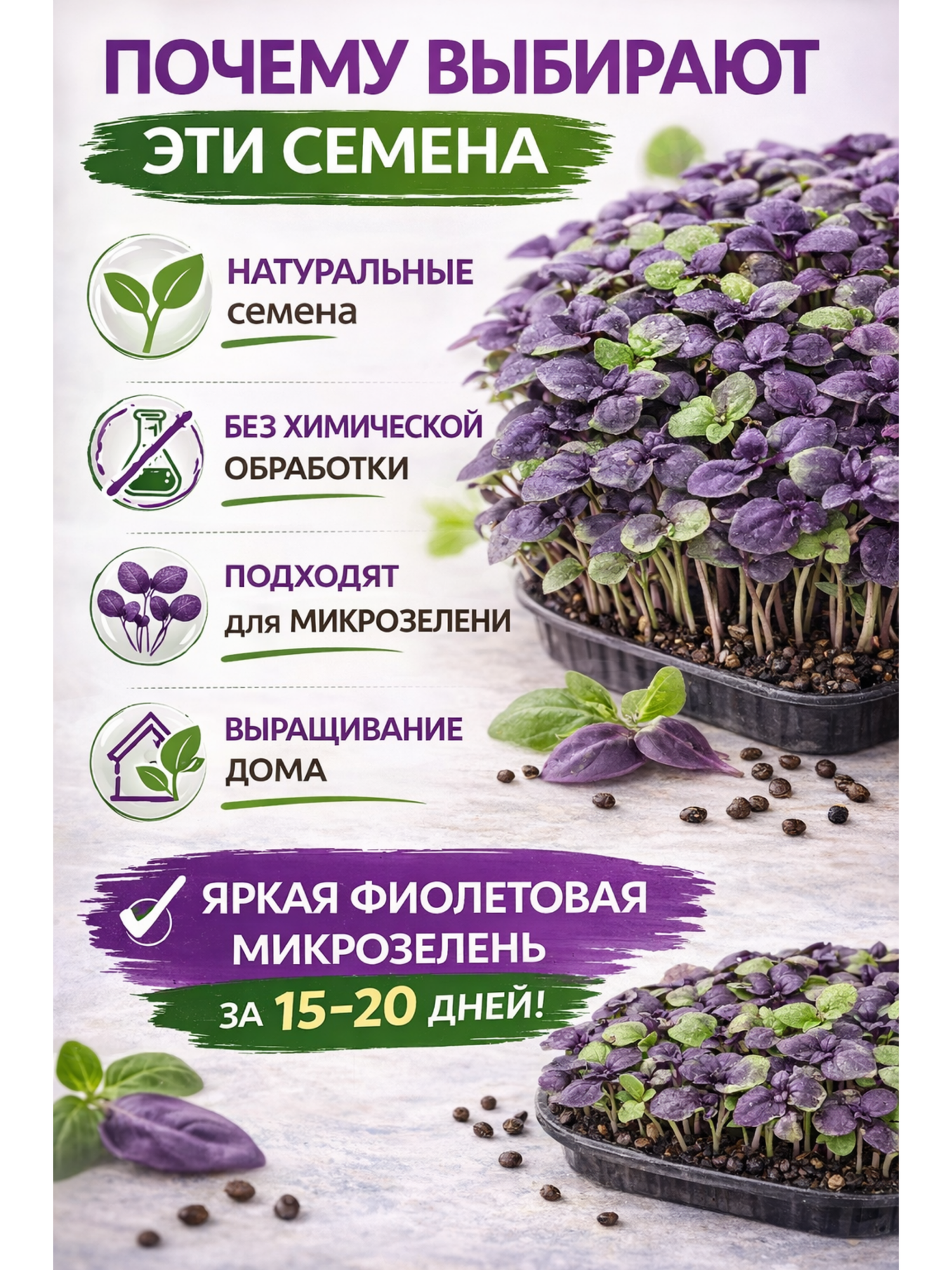 Семена базилика фиолетового для проращивания, микрозелени, 100 гр. (ганзак)