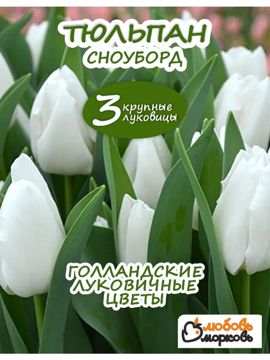 Тюльпан Сноуборд, 3штук,