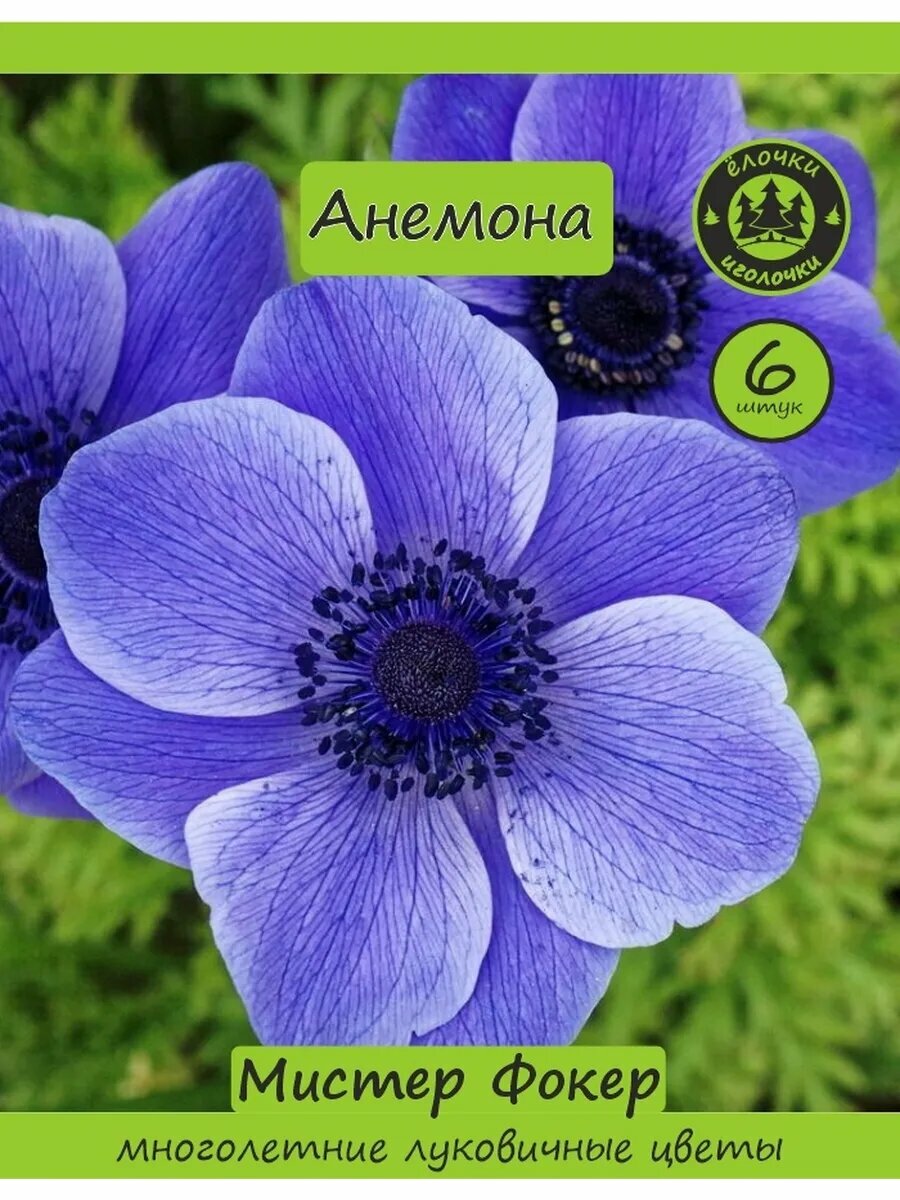 Анемоны "Мистер Фокер", многолетники, розовые и белые, 6 луковиц