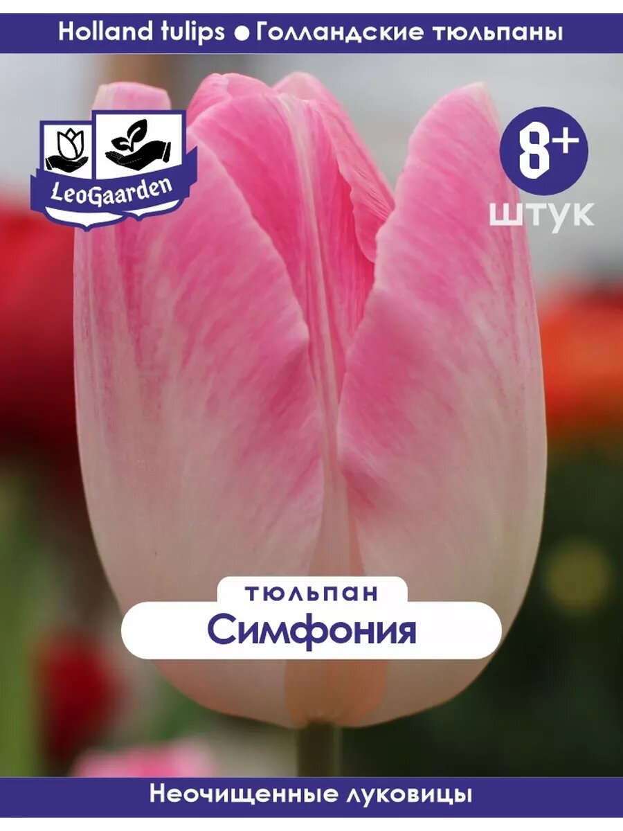 Тюльпан Луковица, Симфония, 8+ шт