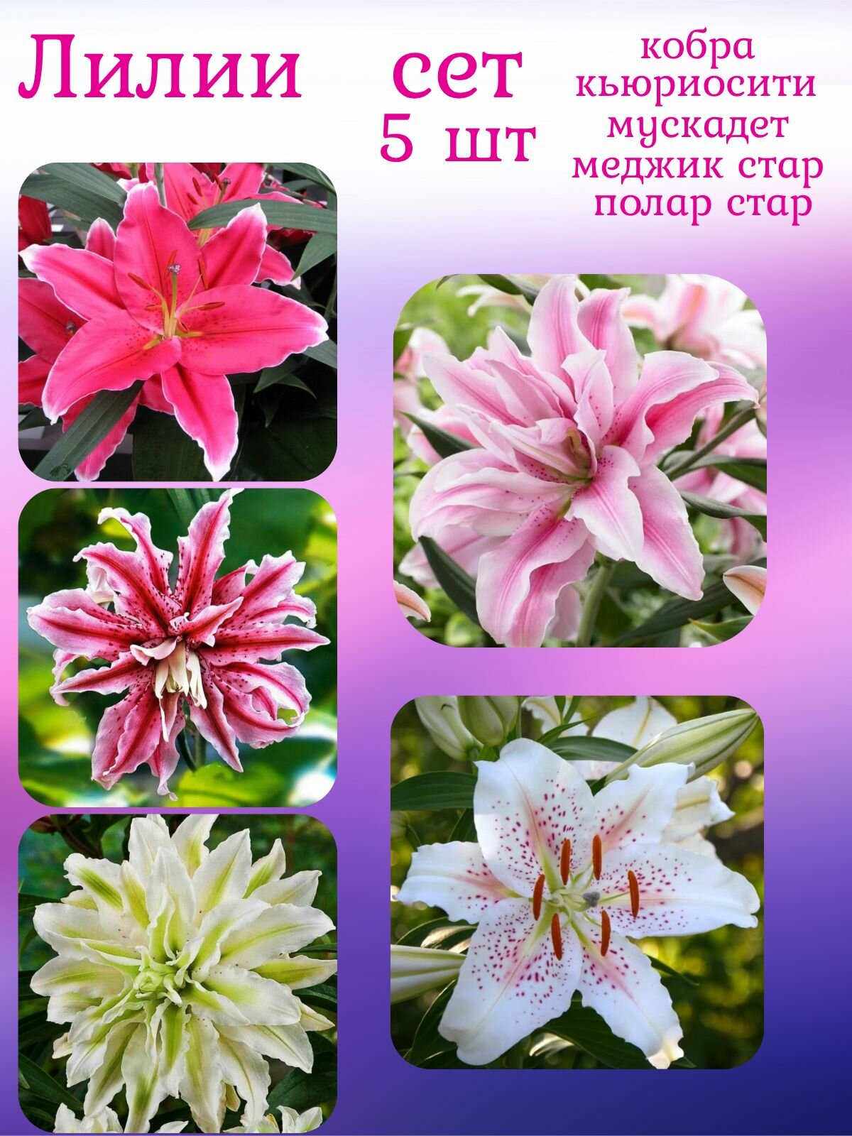 Лилия луковицы, многолетние цветы для посадки, СЕТ 5 штук