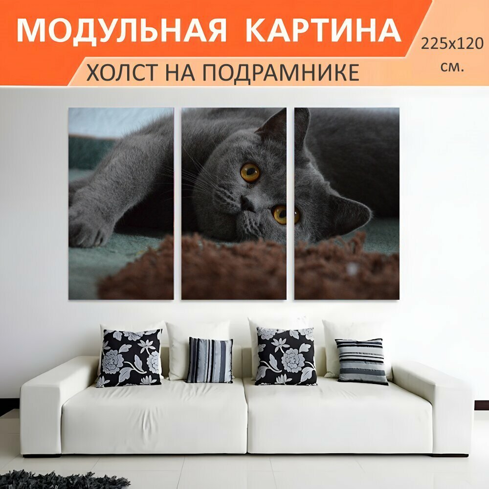 Модульная картина на холсте "Британская короткошерстная кошка, похмелье, кот" триптих на подрамнике 225х120 см. для интерьера