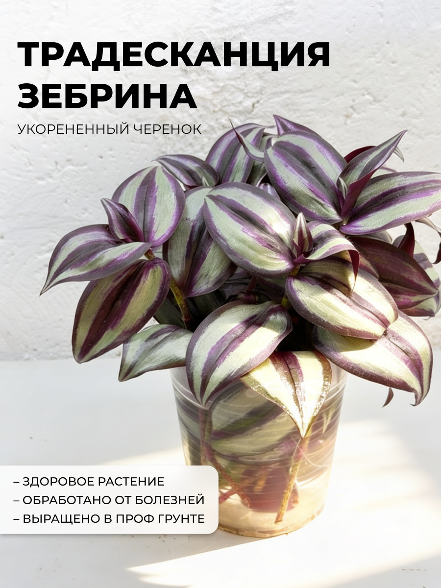 Традесканция комнатная Зебрина, черенки ампельного растения набор 3шт.