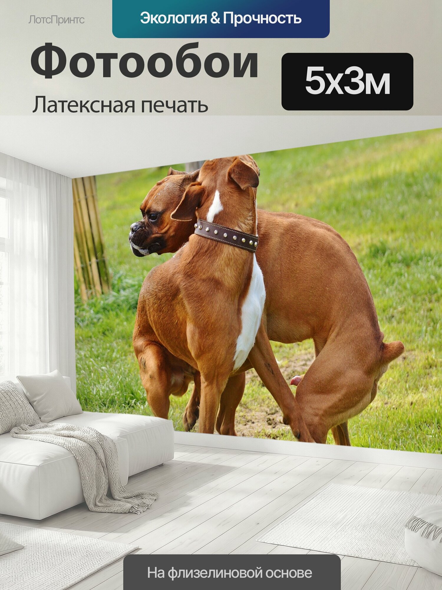 Фотообои моющиеся ударопрочные "Боксеры, собаки, хороший aiderbichl" 500x300 см. латексная печать