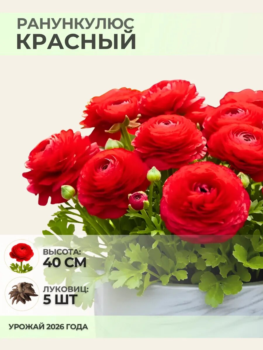 Ранункулюс "Рэд», цветок с глубокими, насыщенными оттенками красного - клубнелуковицы 5 шт