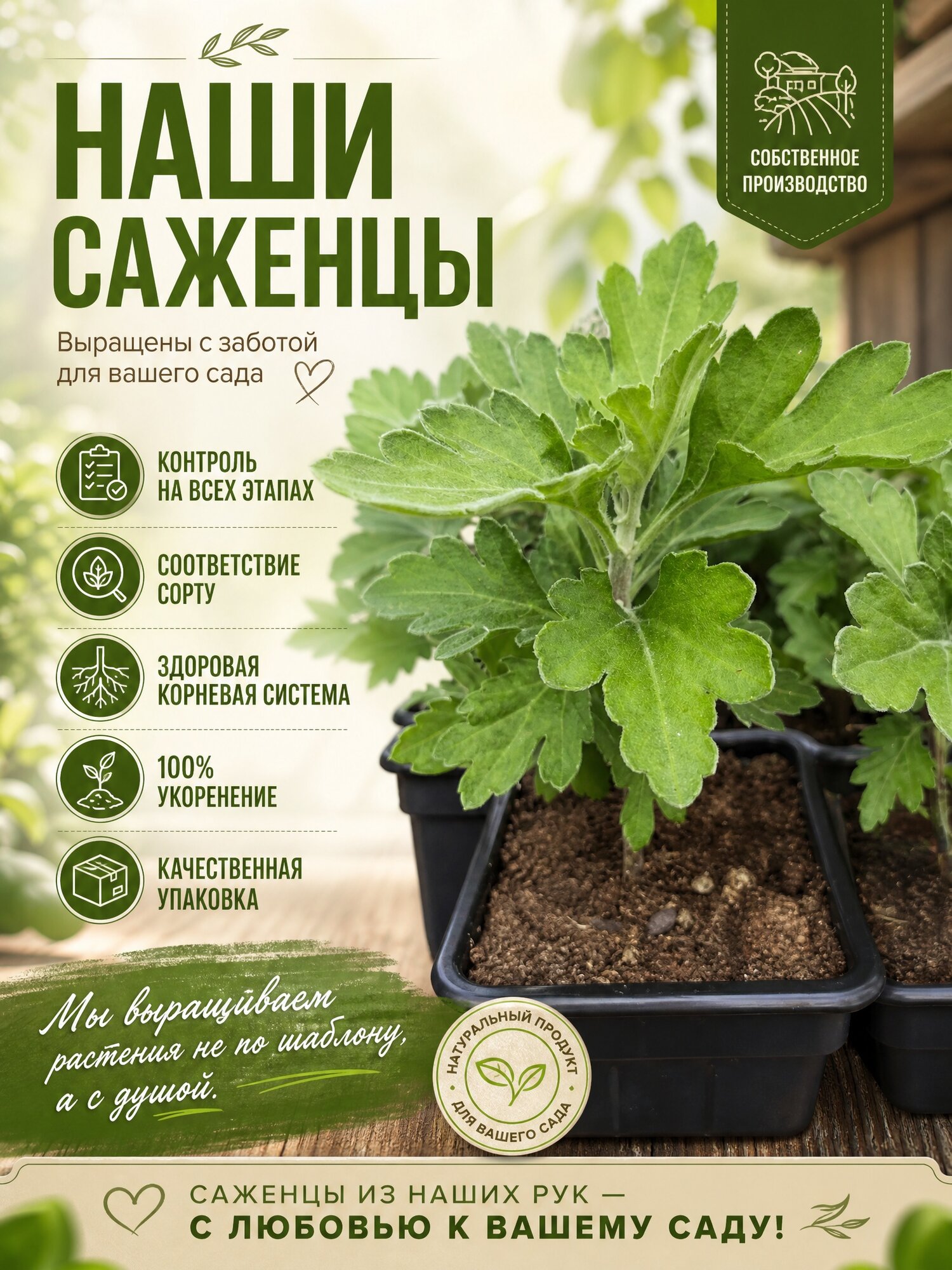 Хризантема кустовая Аббей — фото 1