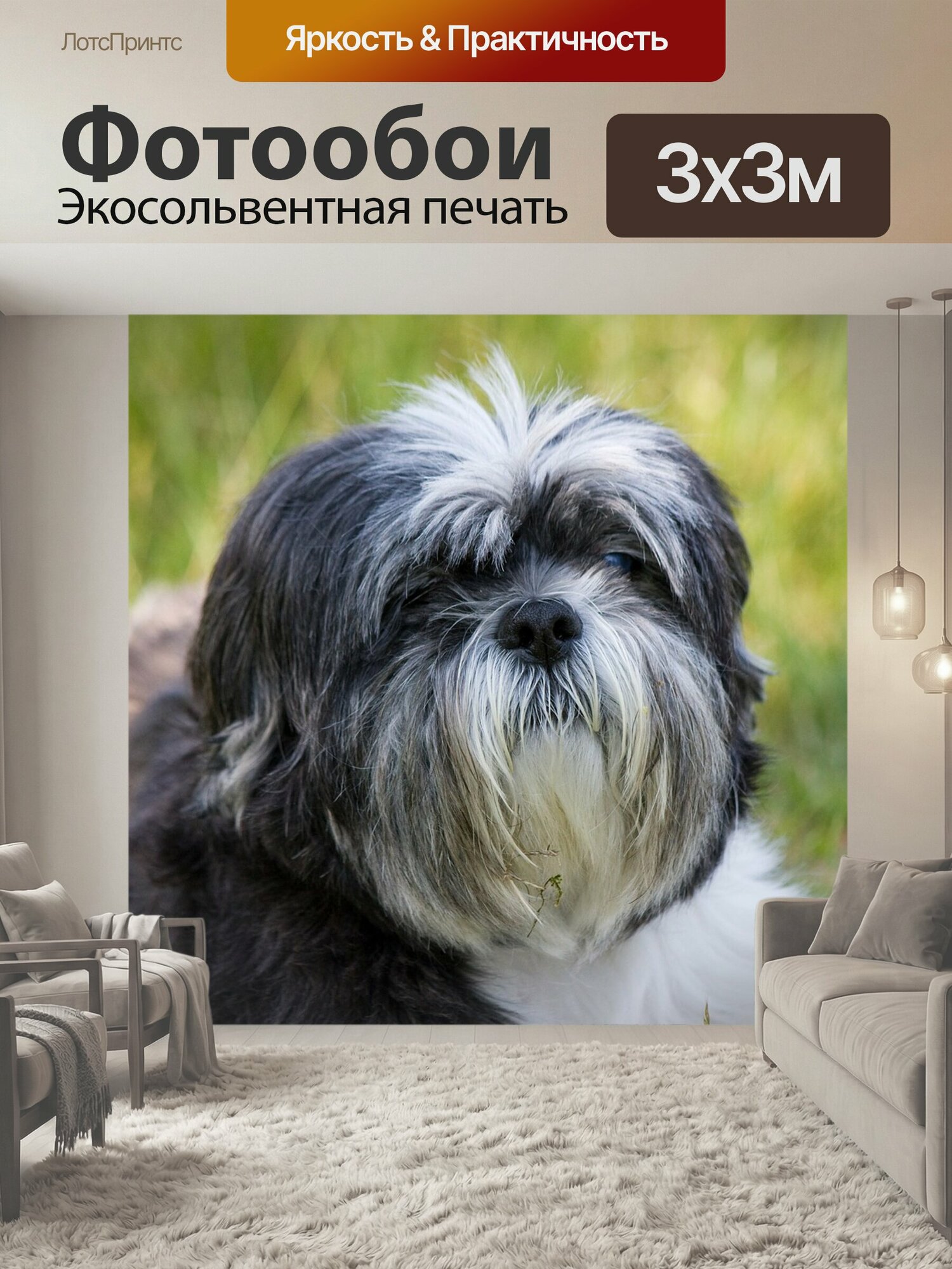 Фотообои "Ши тцу, собака, собачий" 300x300 см. экосольвентная печать