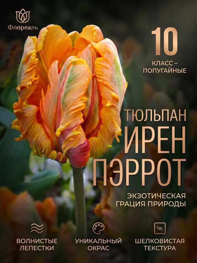 Луковицы тюльпана Ирен Пэррот 3 шт.