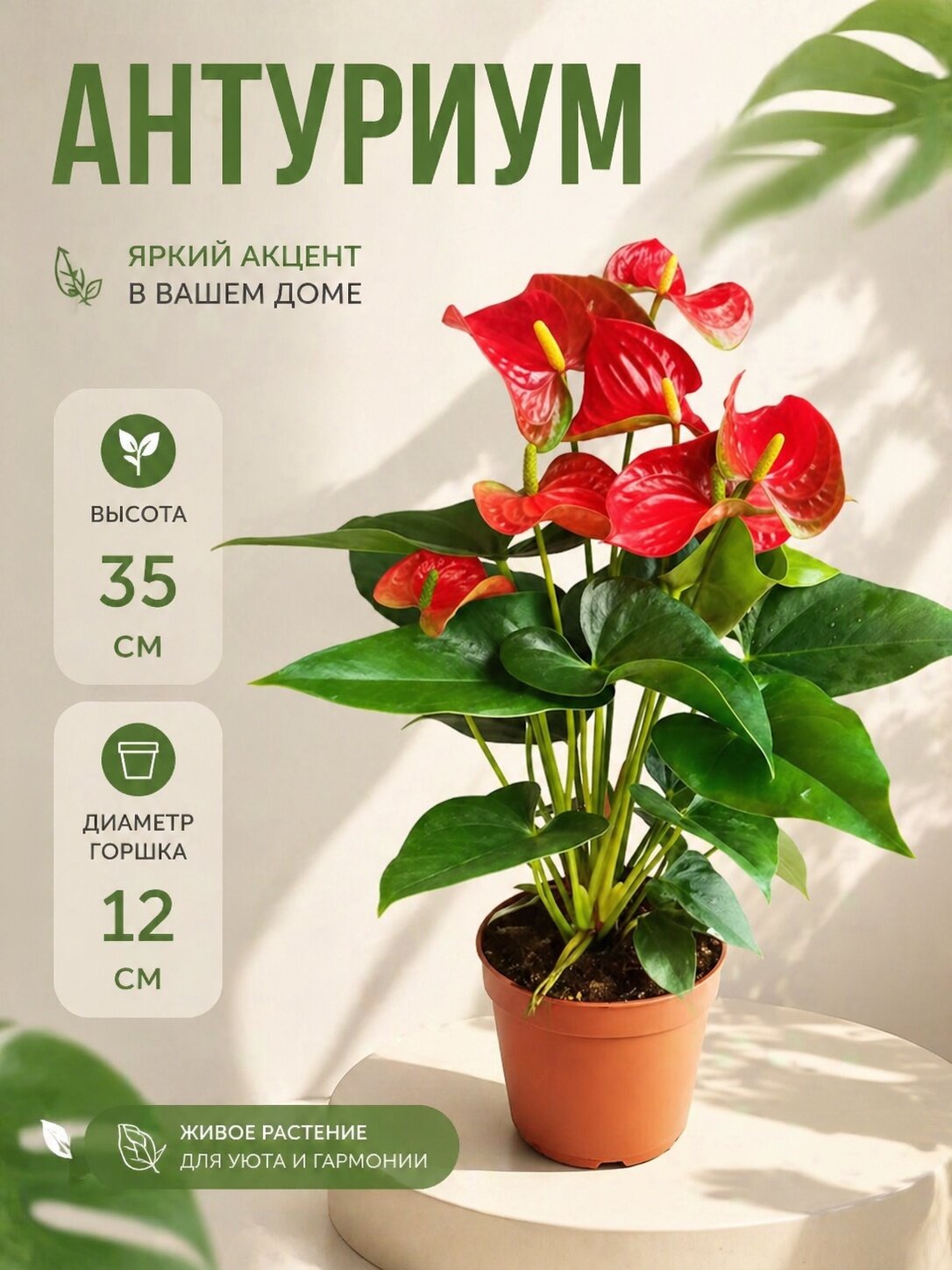 Антуриум цветок живой Красный Red Spots 35 см D12 комнатные растения живые