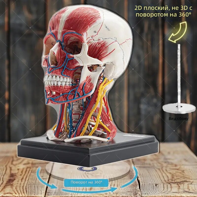Анатомическая модель головы и шеи 2D плоская акриловая с вращающимся основанием 360°, с маркировкой мозга, черепа, мышц и кровеносных сосудов, для студентов-медиков, преподавателей и занятий по анатомии, модель A