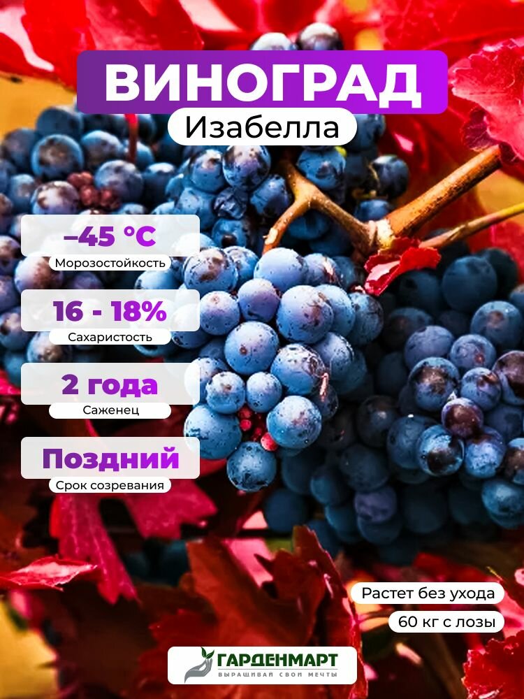Саженец морозостойкий Виноград Изабелла