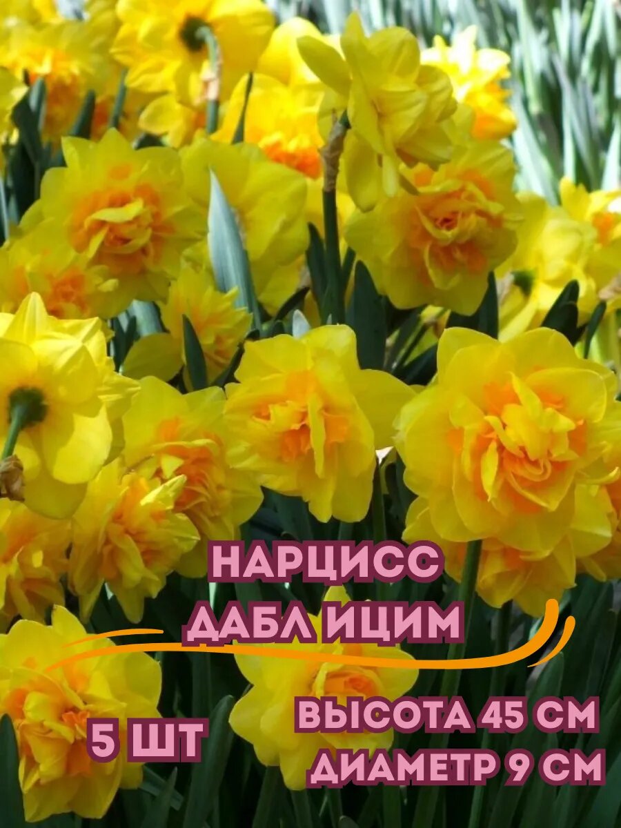 Луковицы нарциссов махровых