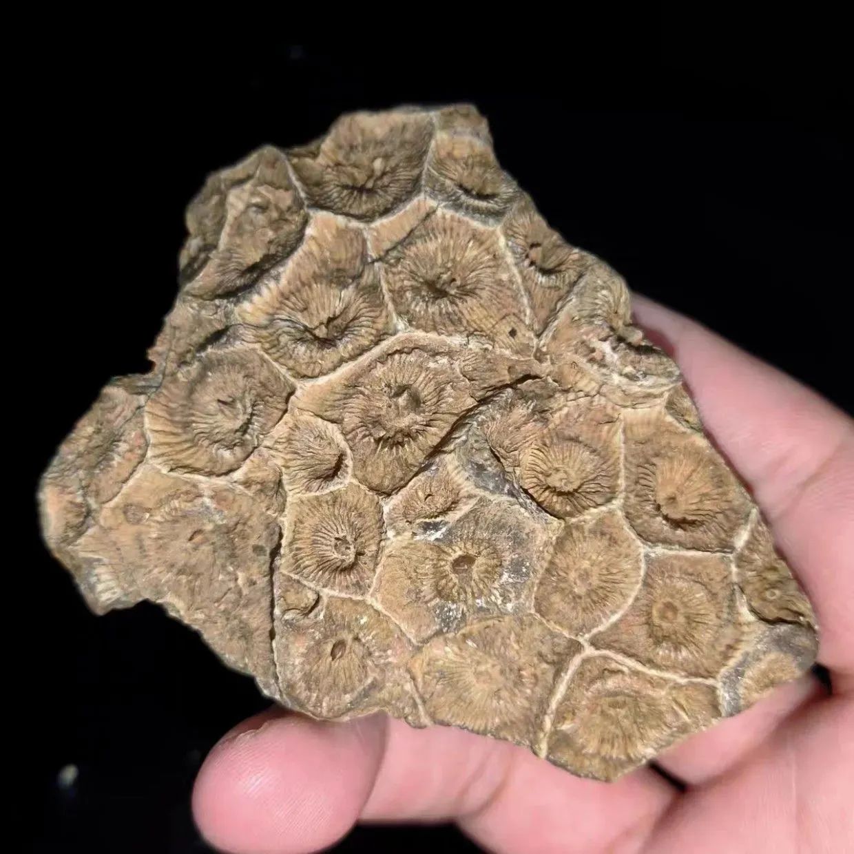 Ископаемый коралл (Actinocyathus) природный образец, сувенир и декор