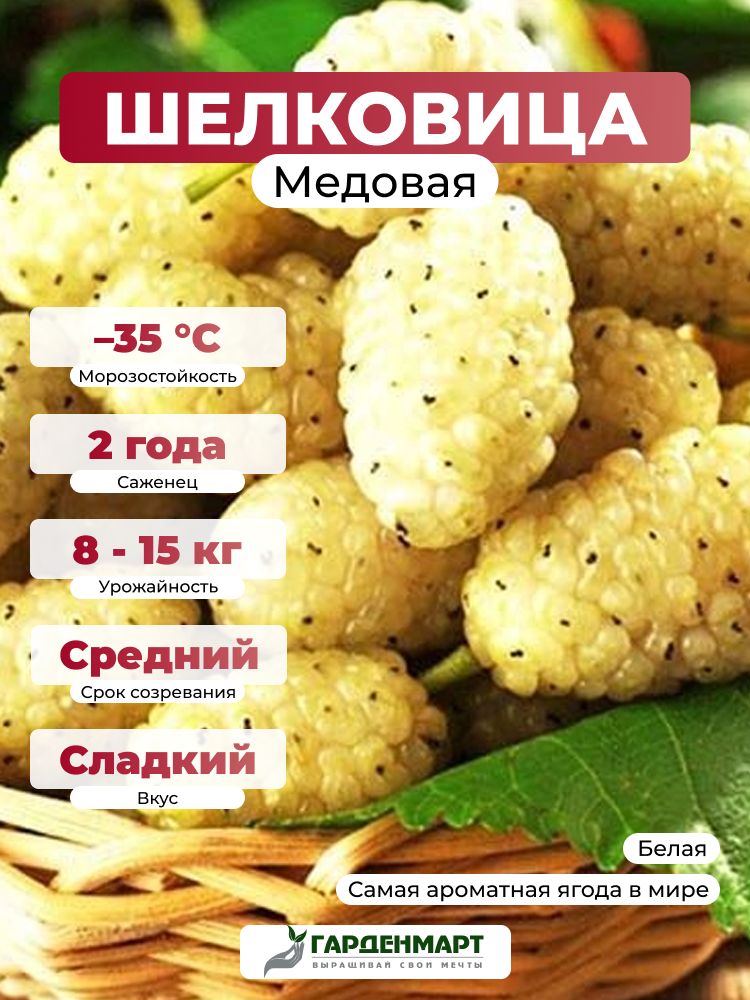 Саженец Шелковица белая Медовая
