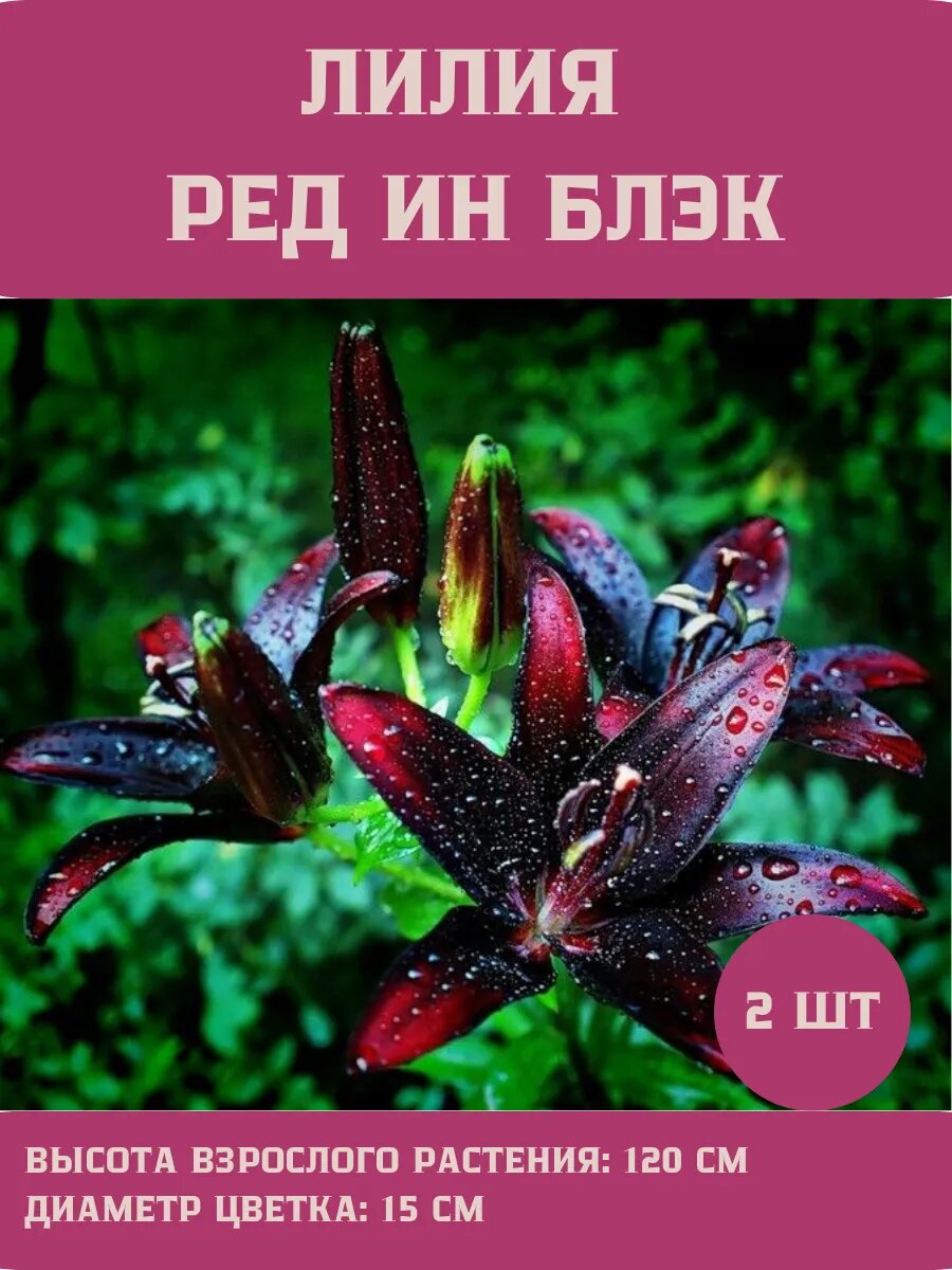 Многолетние растения . Луковицы лилий