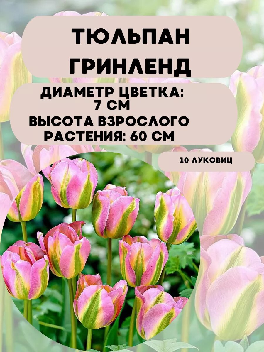 Тюльпан махровый попугайный триумф