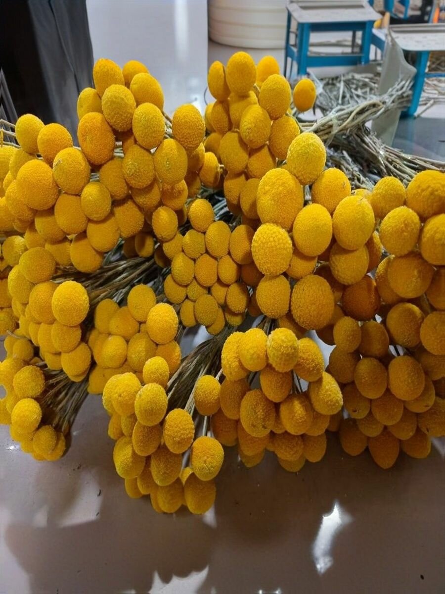 Сухоцветы, 42 см, 160 гр, 50 шт