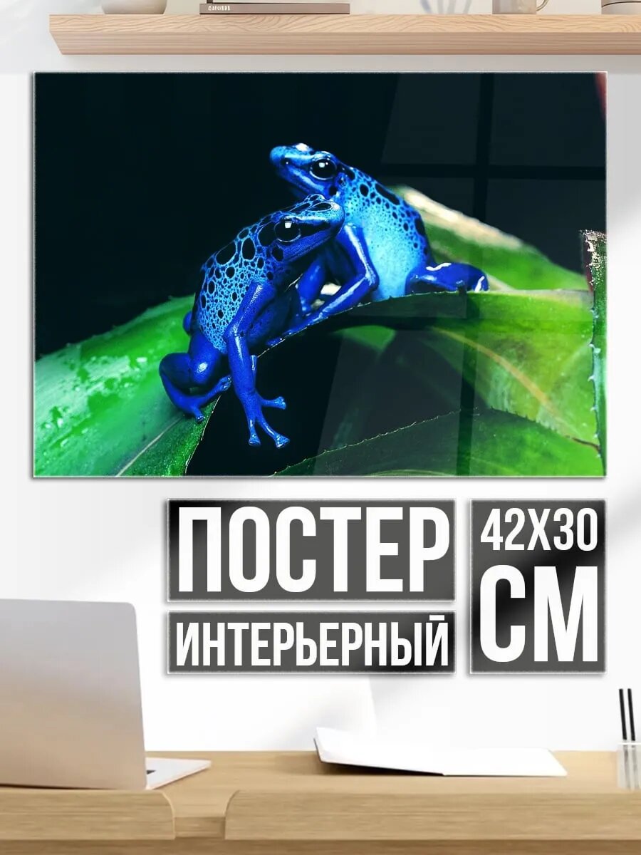 Плакат постер синие древесные лягушки