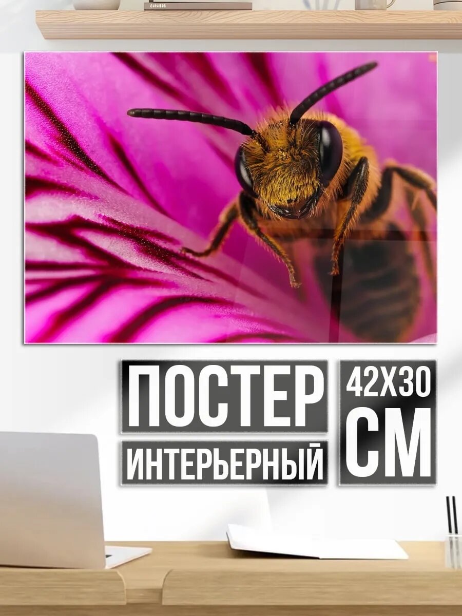 Плакат постер пчела на цветке