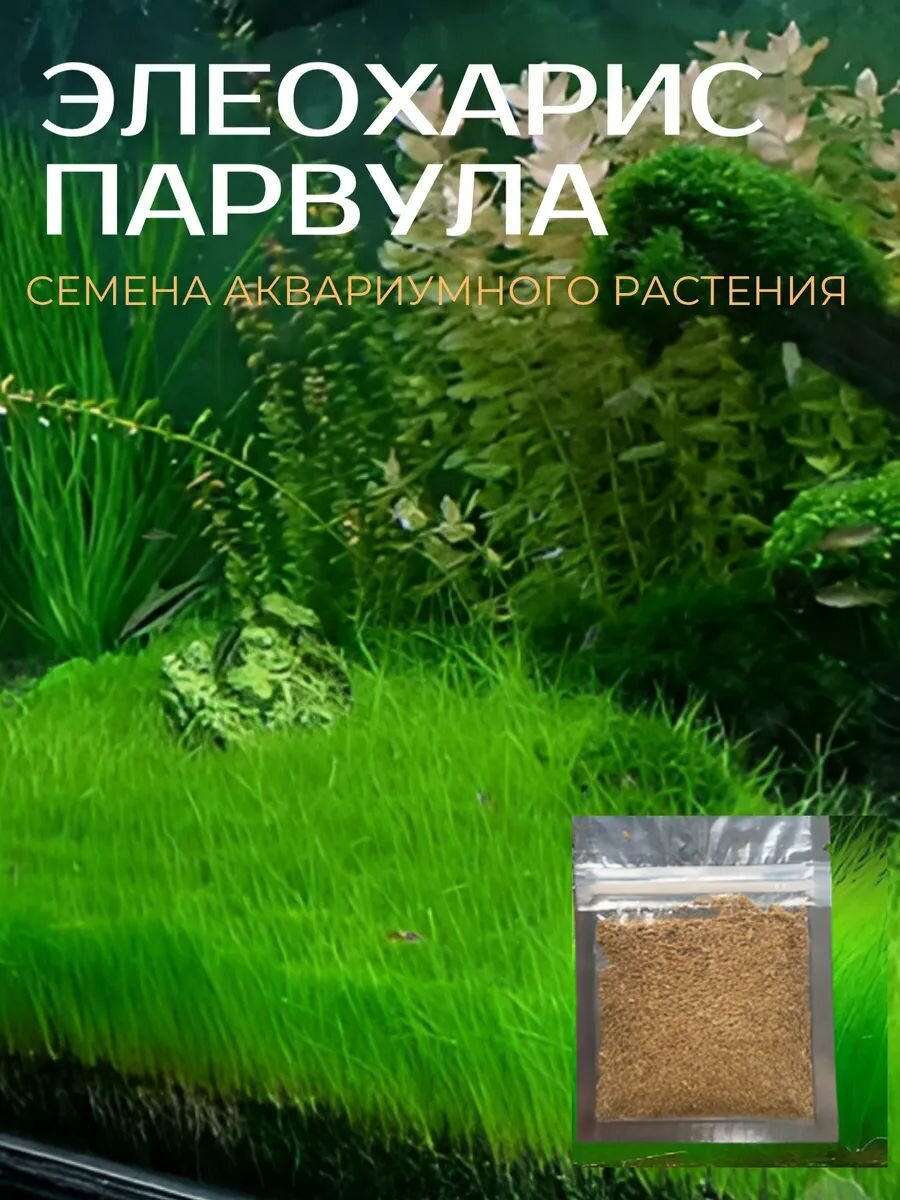 Семена водных растений для аквариума Элеохарис парвула
