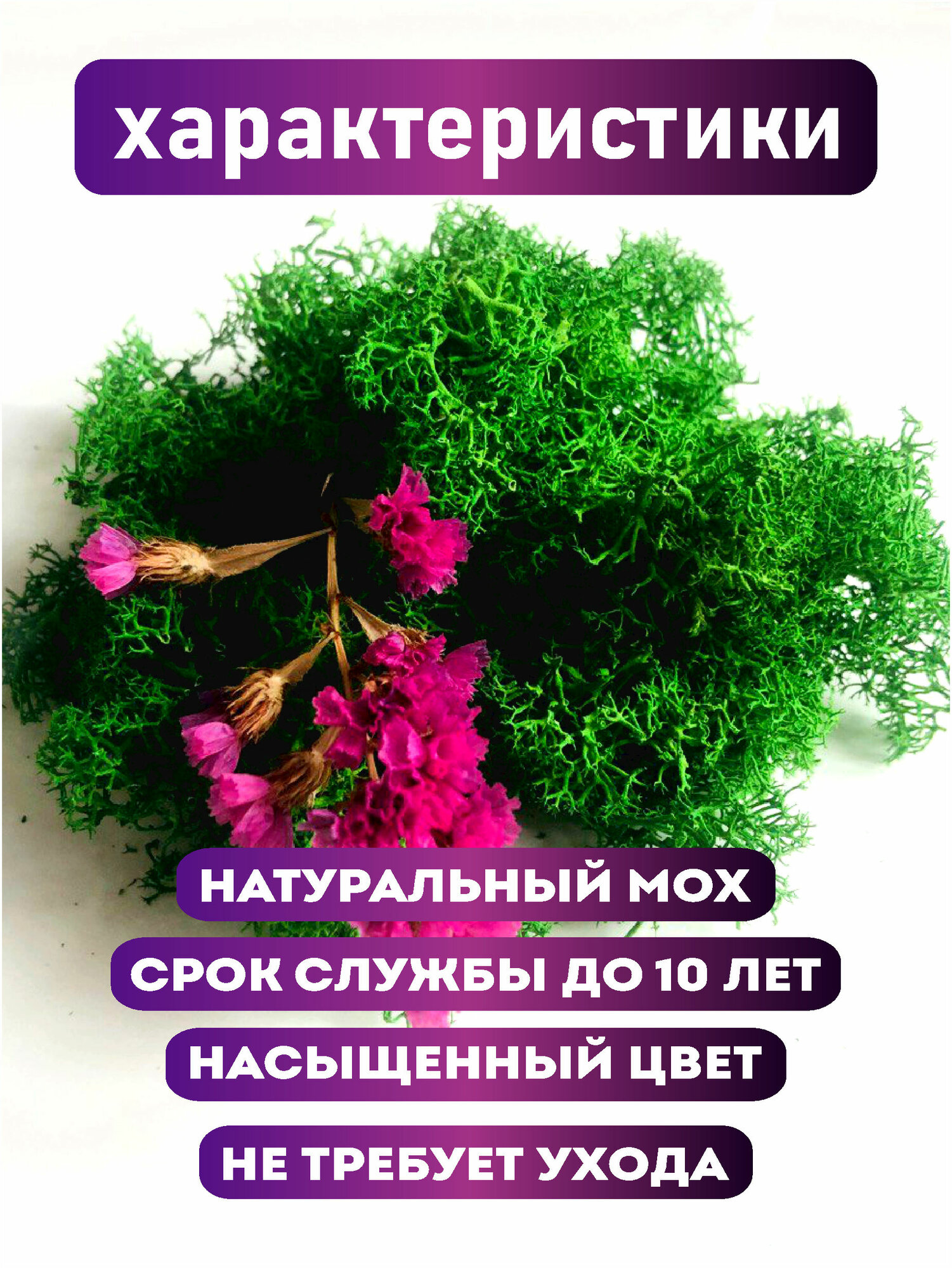 Стабилизированный мох — фото 1