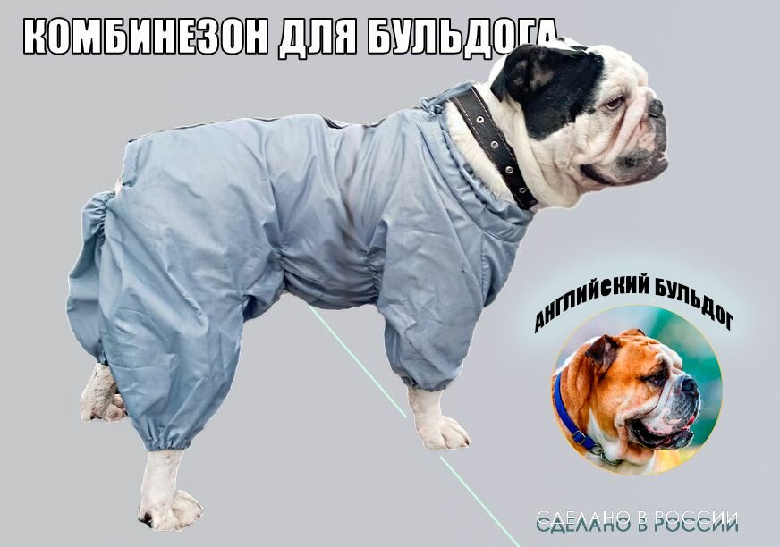 Комбинезон-дождевик для английского бульдога кобеля, повышенной прочности, цвет серо-голубой