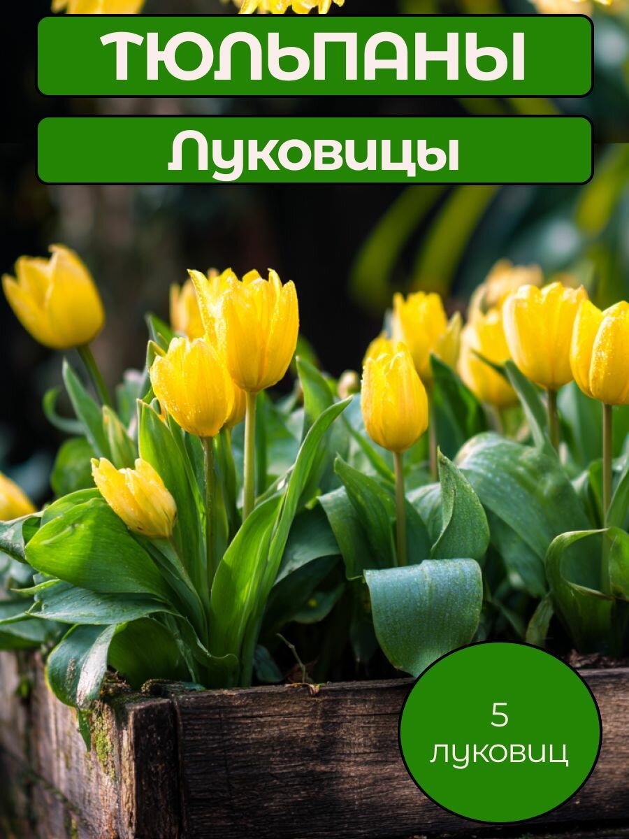 Луковицы Тюльпана 5 шт