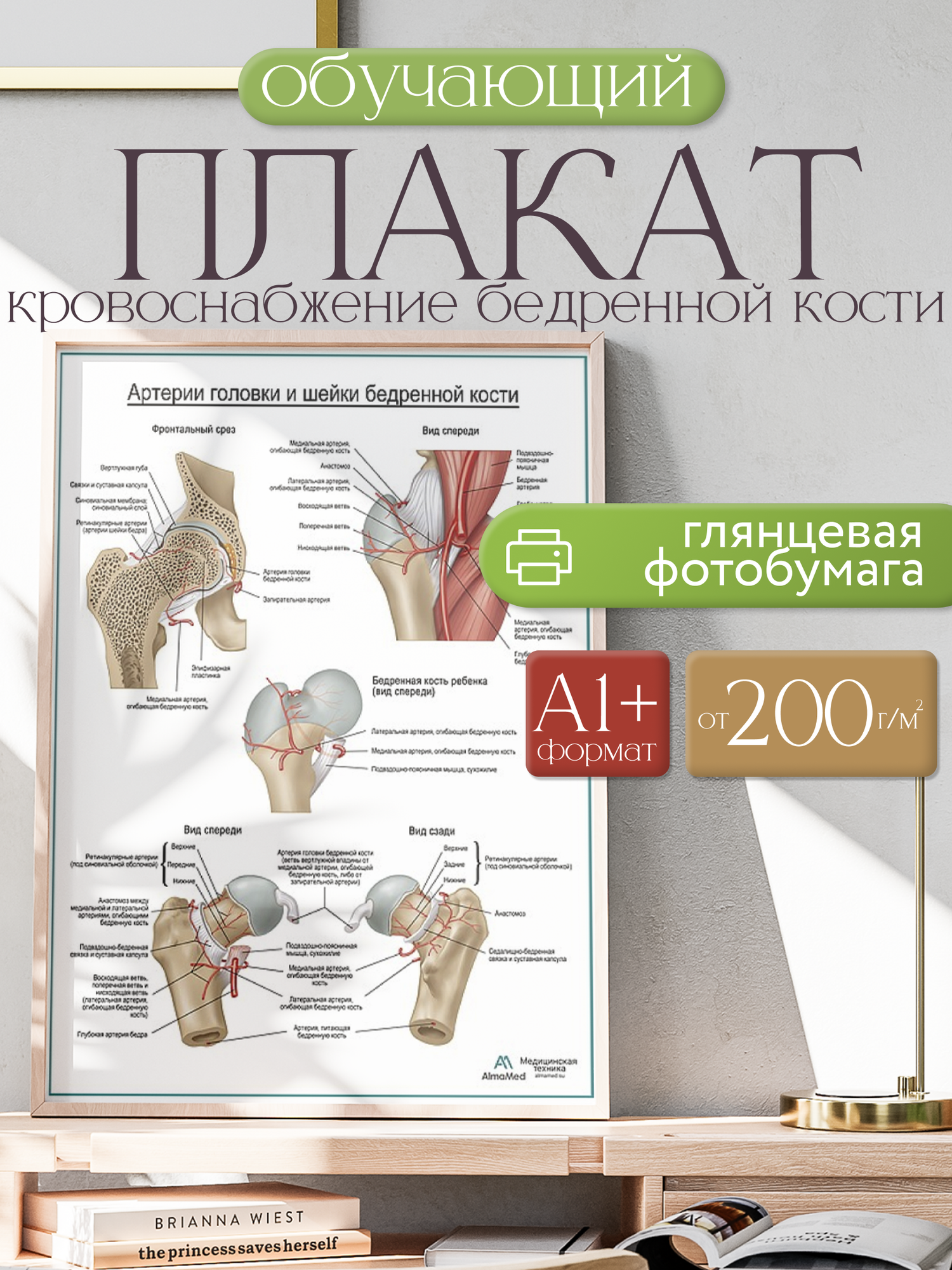 Обучающий плакат "Кровоснабжение бедренной кости", размер А1+, глянцевая фотобумага от 200г/м2