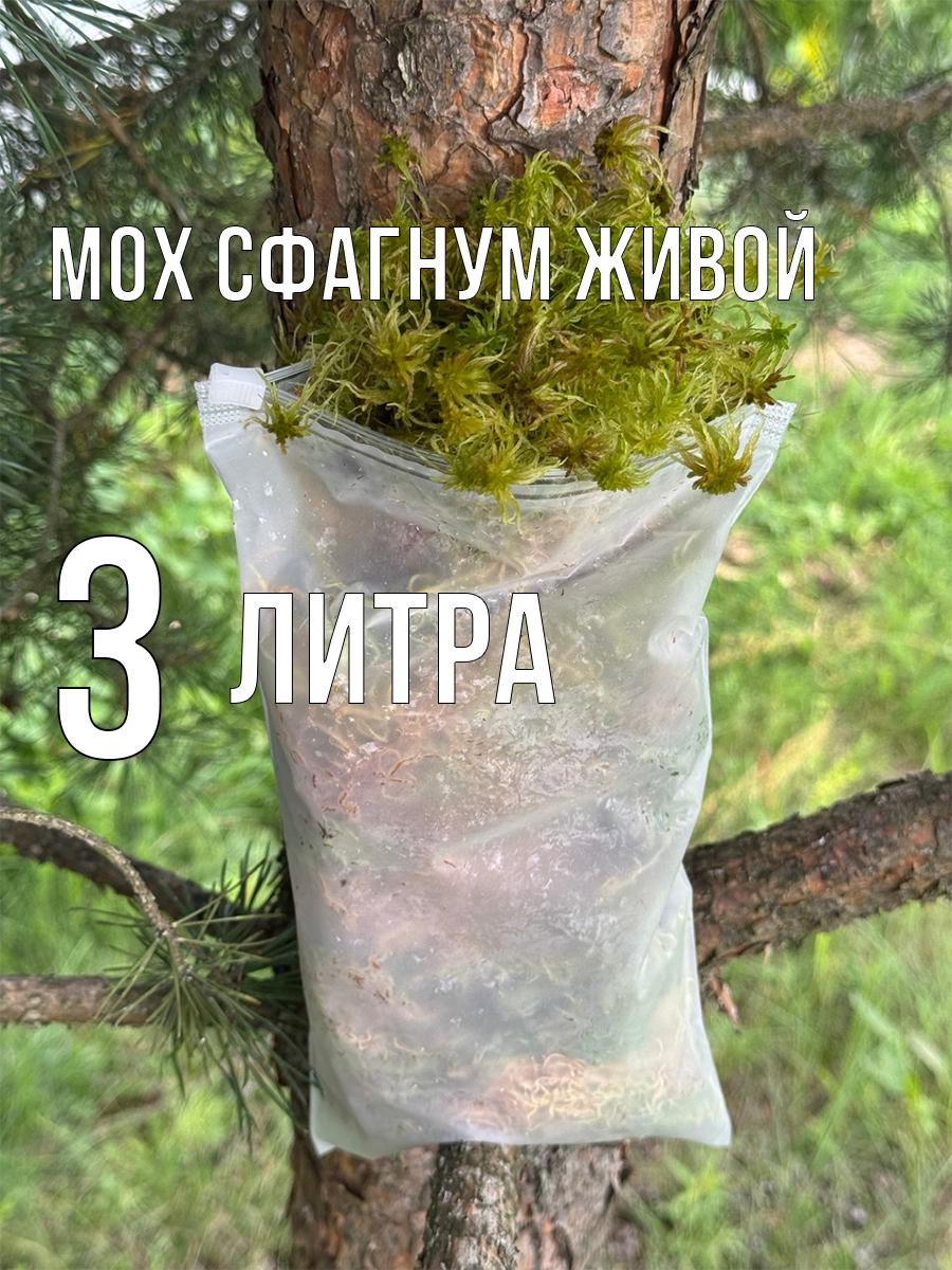 Мох сфагнум живой