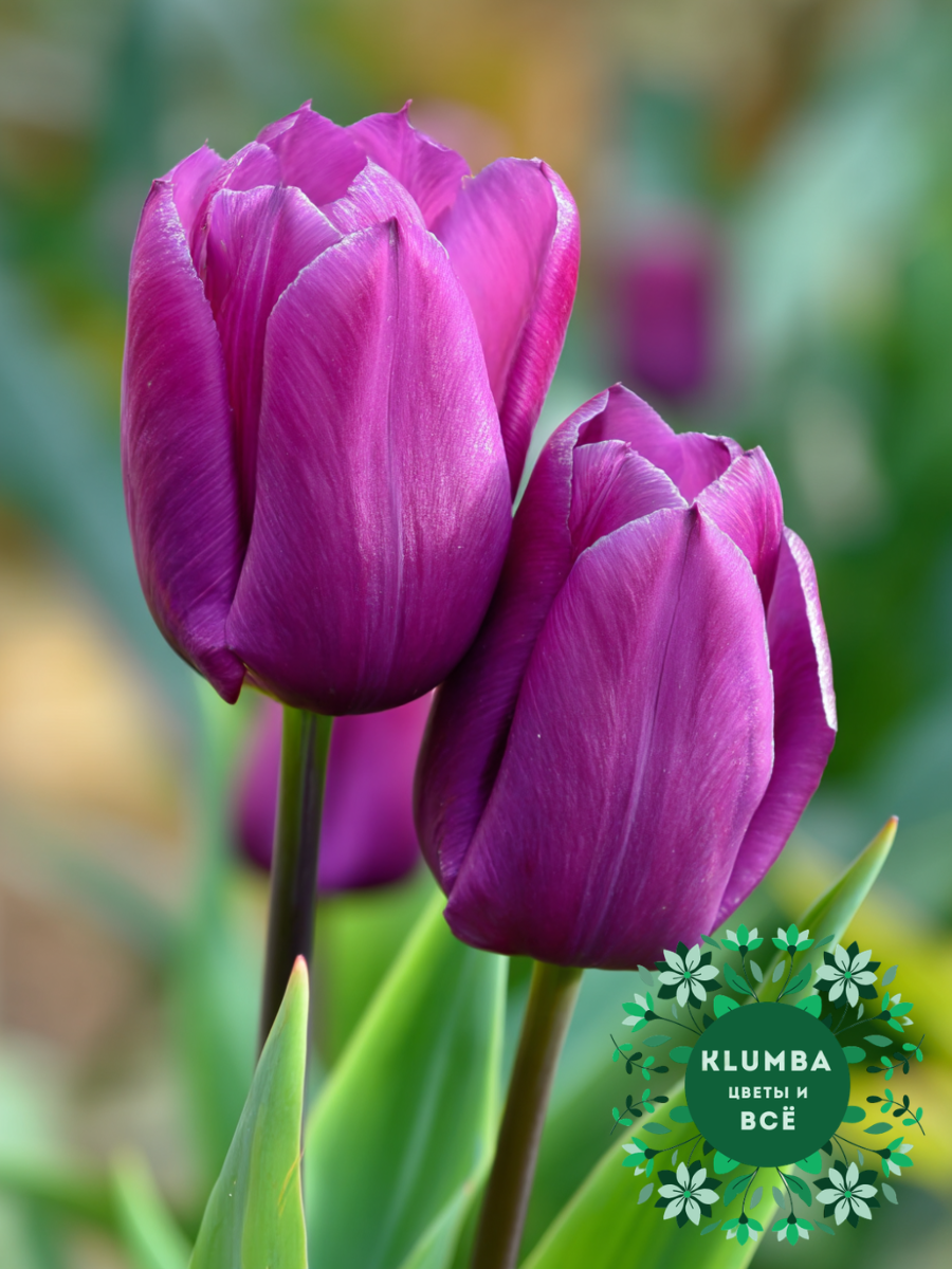 Луковицы цветов, Клумба, Тюльпан PURPLE RAVEN ( 2 луковицы ), пурпурный/фиолетовый
