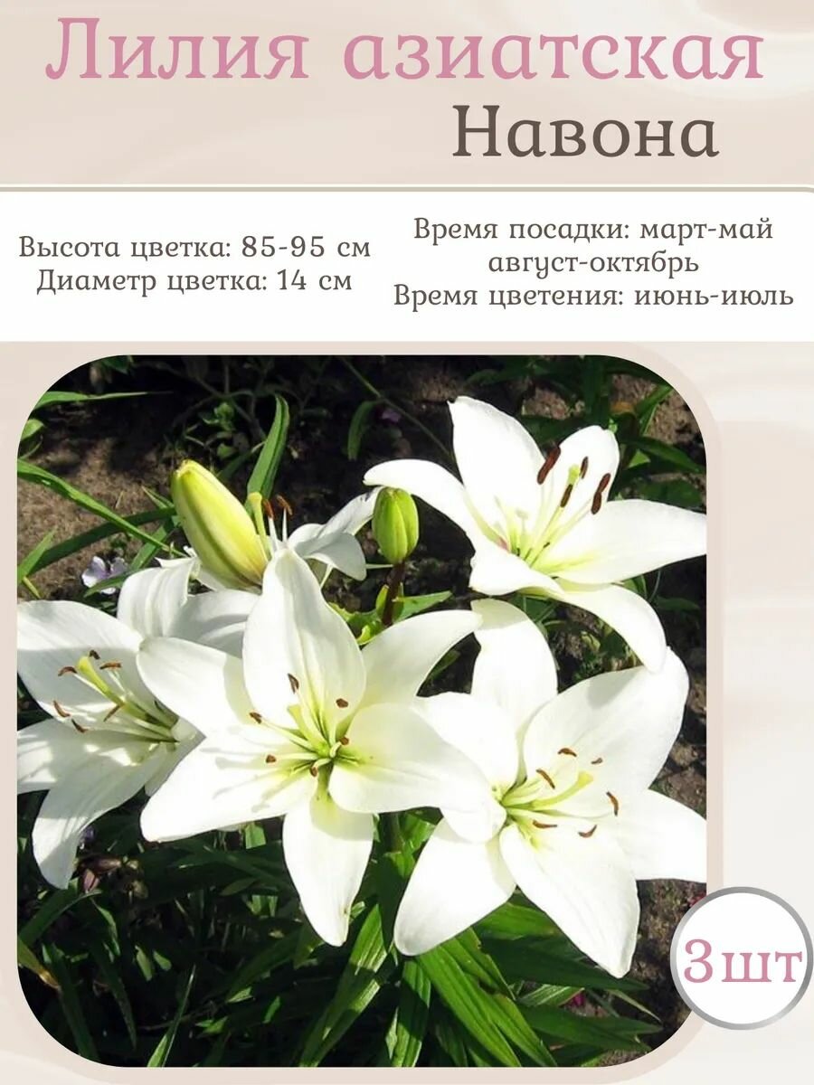 Луковицы лилии многолетние, новые популярные сорта 3 штуки