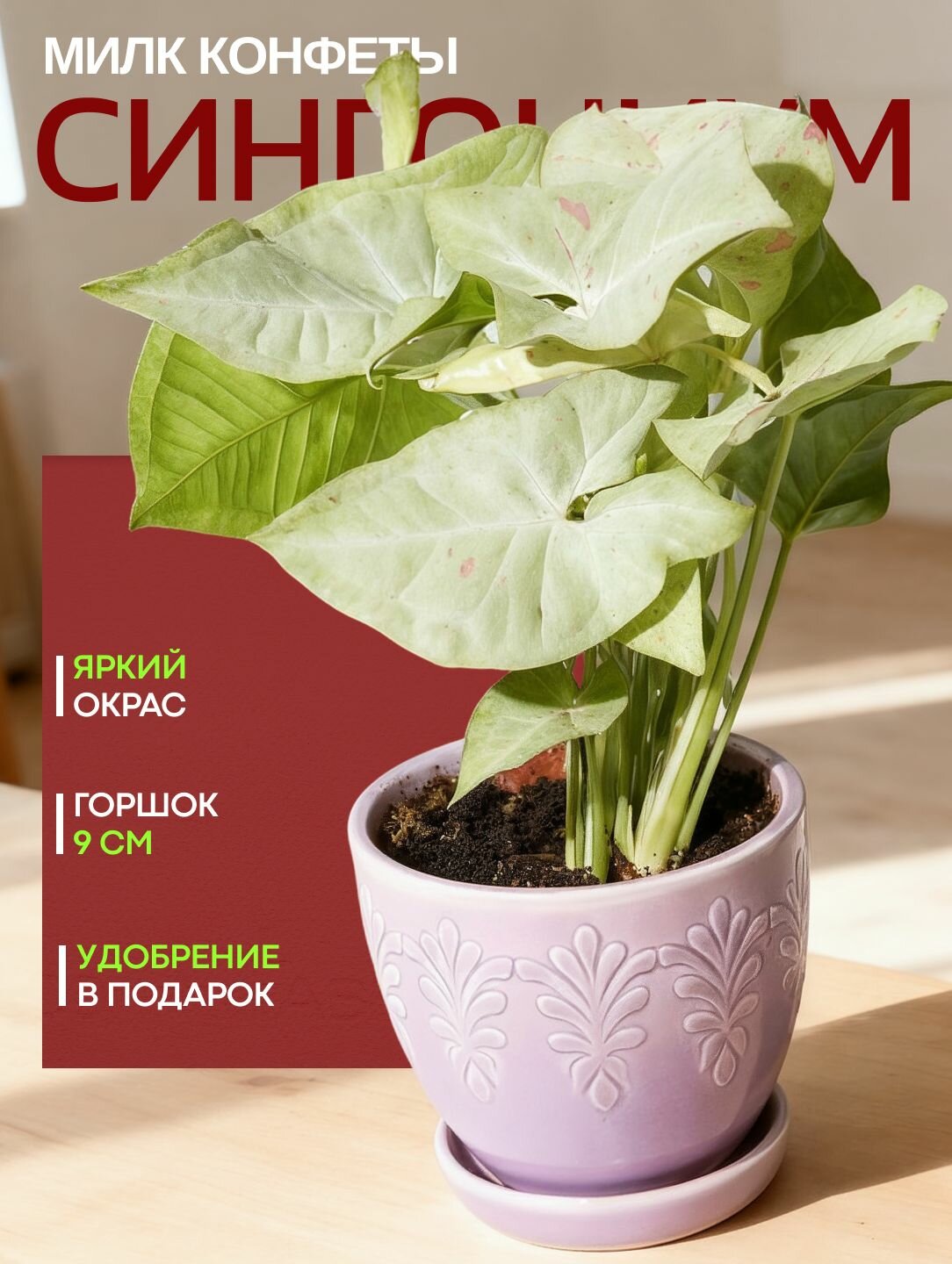 Сингониум Милк Конфеты комнатный цветок в горшке живой