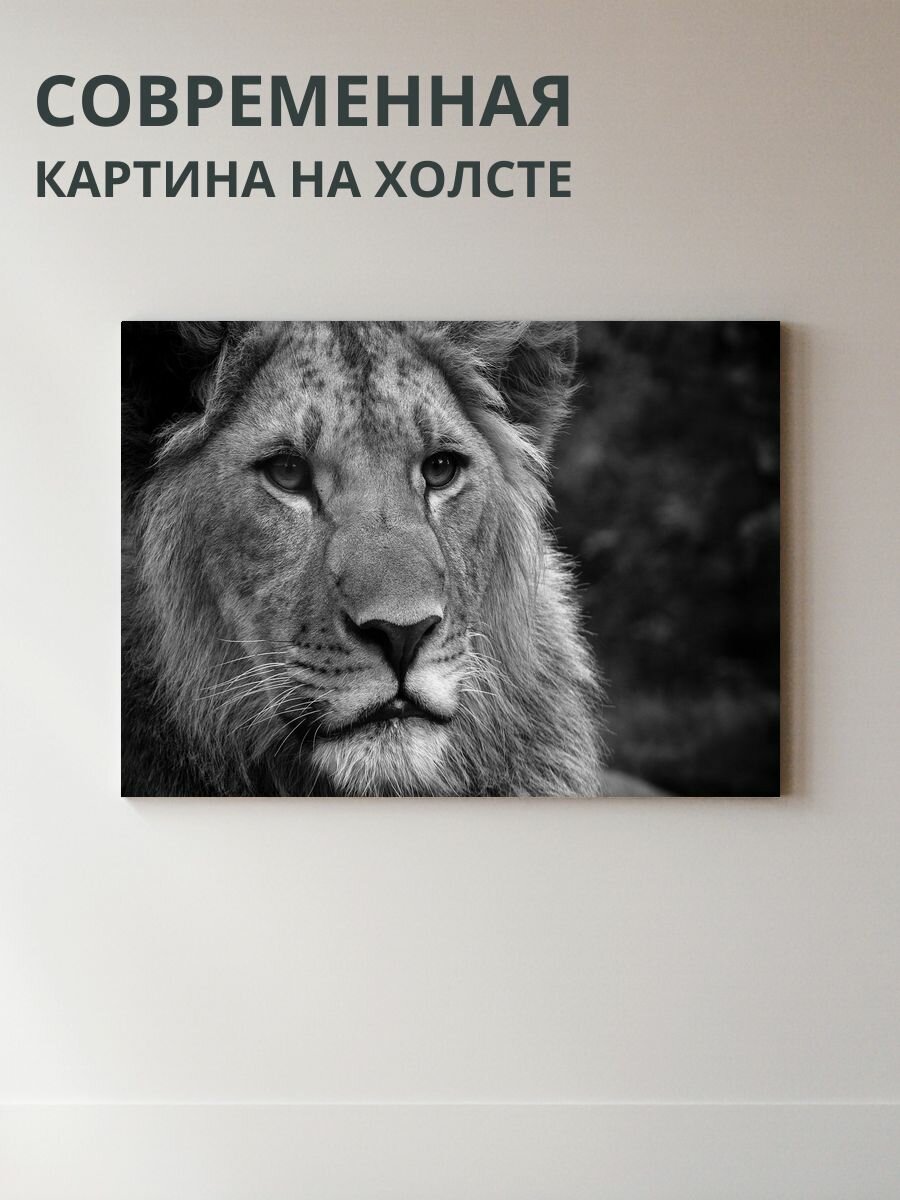 Картина на холсте Лев 70x50 см