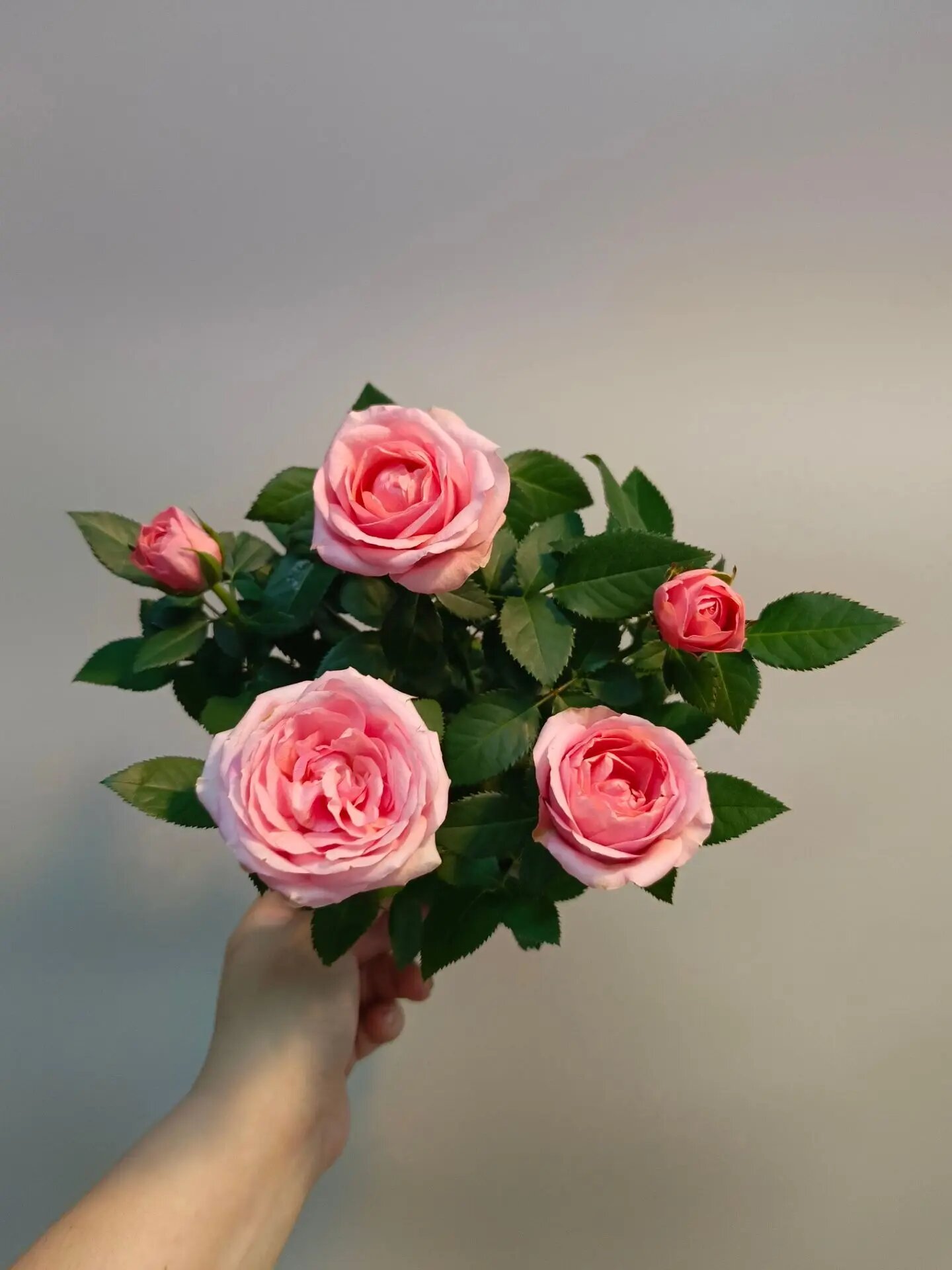 Розовая роза в горшке