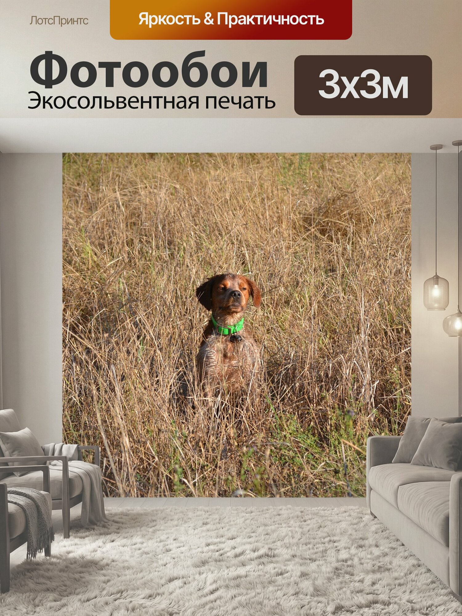 Фотообои "Охота, собака, бретон" 300x300 см. экосольвентная печать