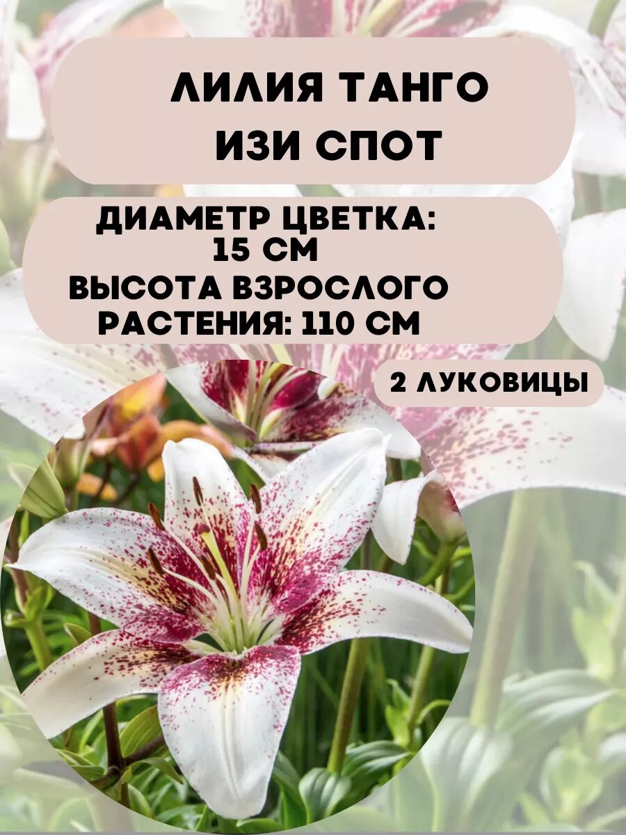 Луковицы лилий ; Азиатская лилия