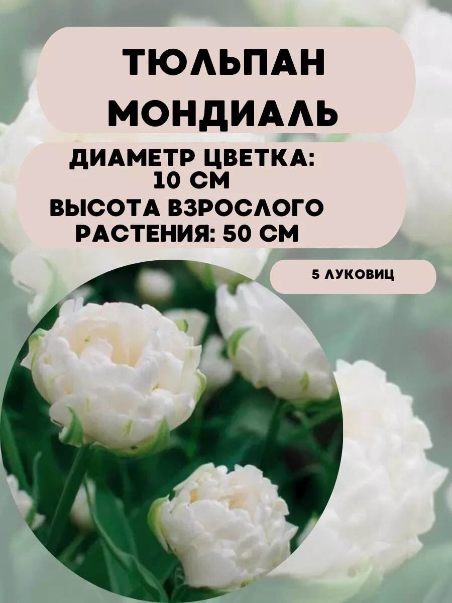 Луковицы тюльпана махровый попугайный