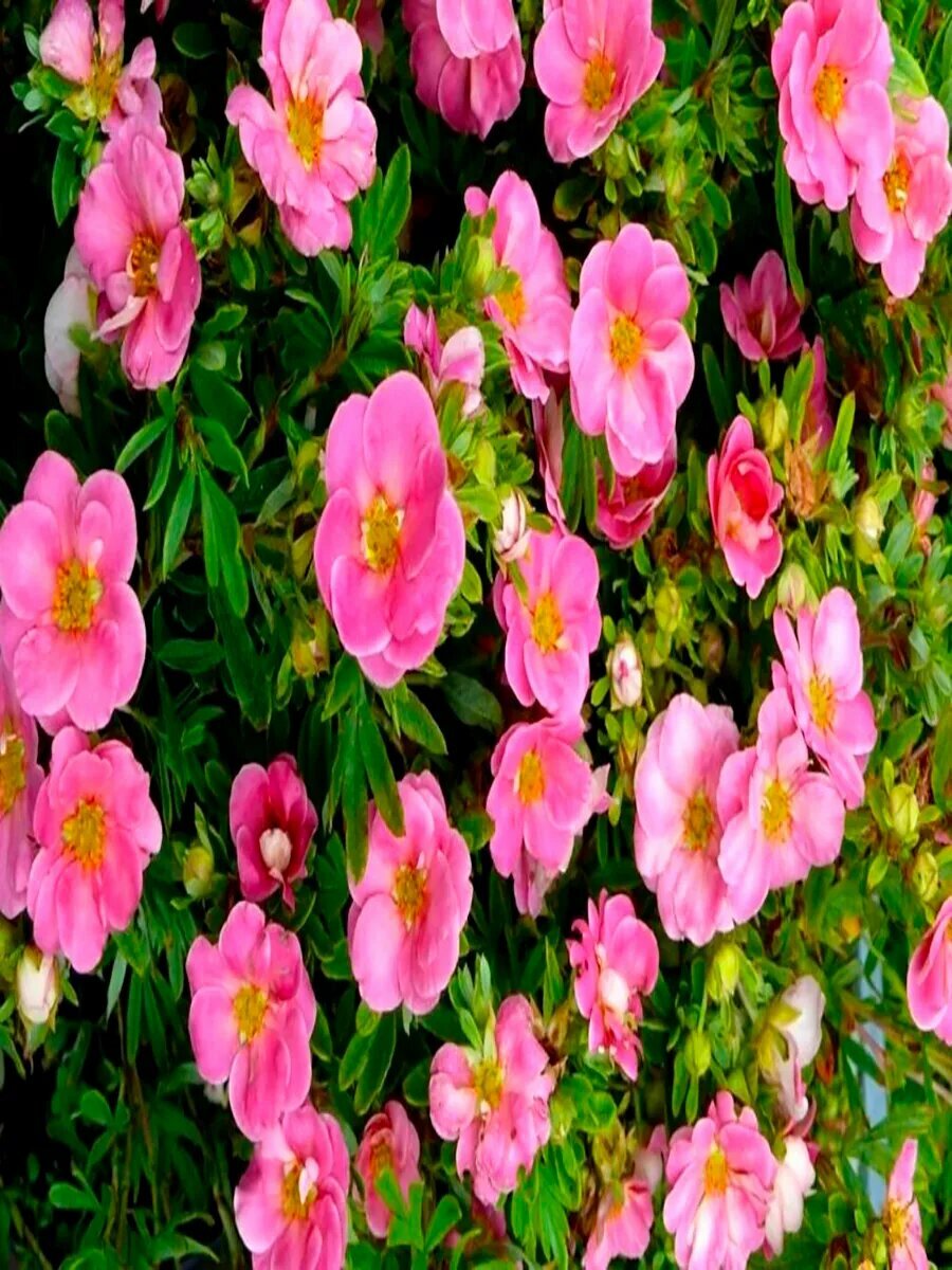 Лапчатка кустарниковая Pink Paradise