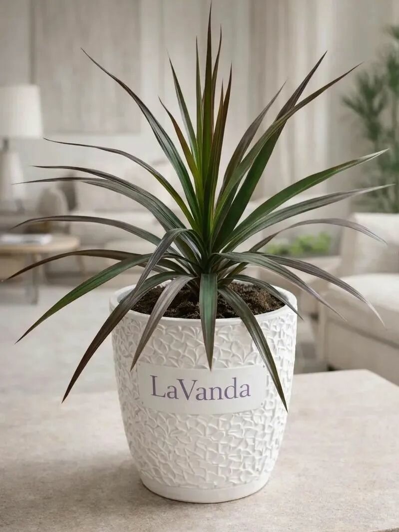 Драцена Маргината Маджента (Dracaena Magenta) Живое комнатное растение, Пальма для дома и офиса, очищает воздух