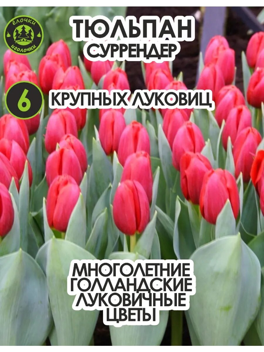 Тюльпан Луковица, Сурриндер, 6 шт крупные