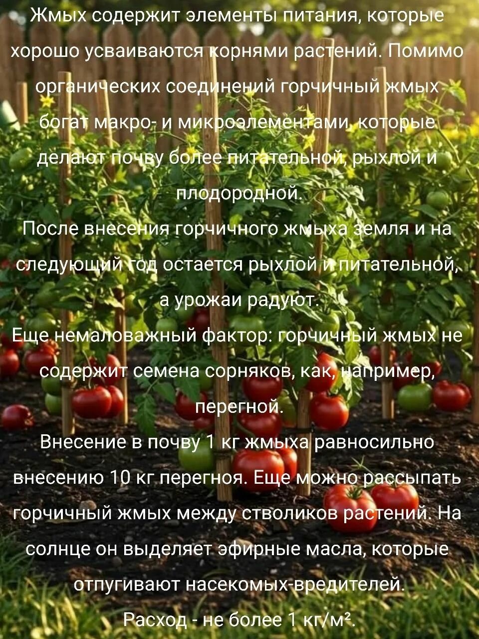Горчичный жмых — фото 1