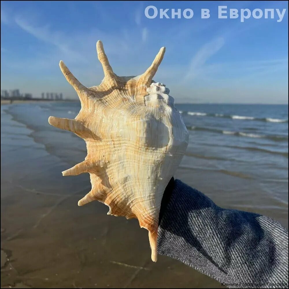 24-26 СМ Натуральная большая коралловая раковина-ракушка для домашнего декора