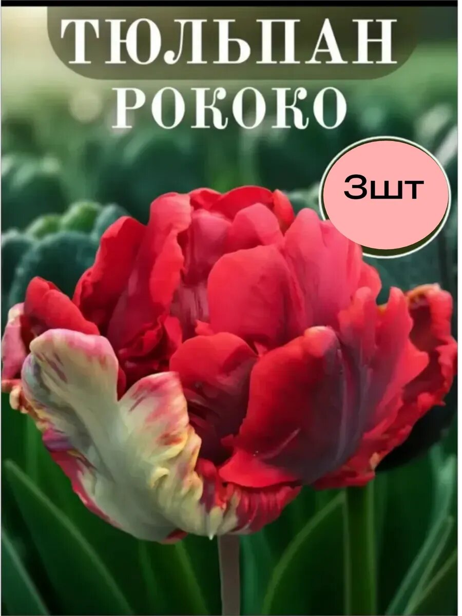 Тюльпан рококо