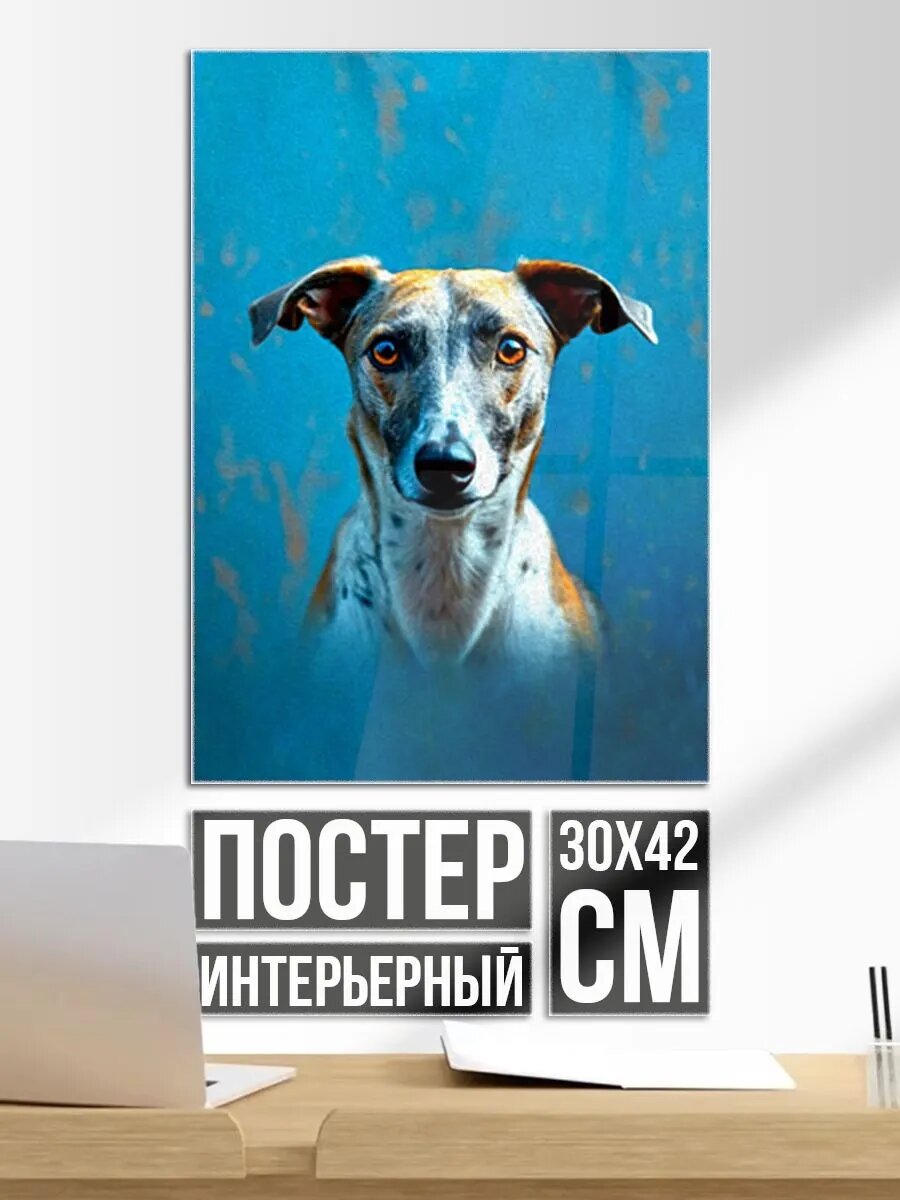 Постер на стену Грейхаунд на синем