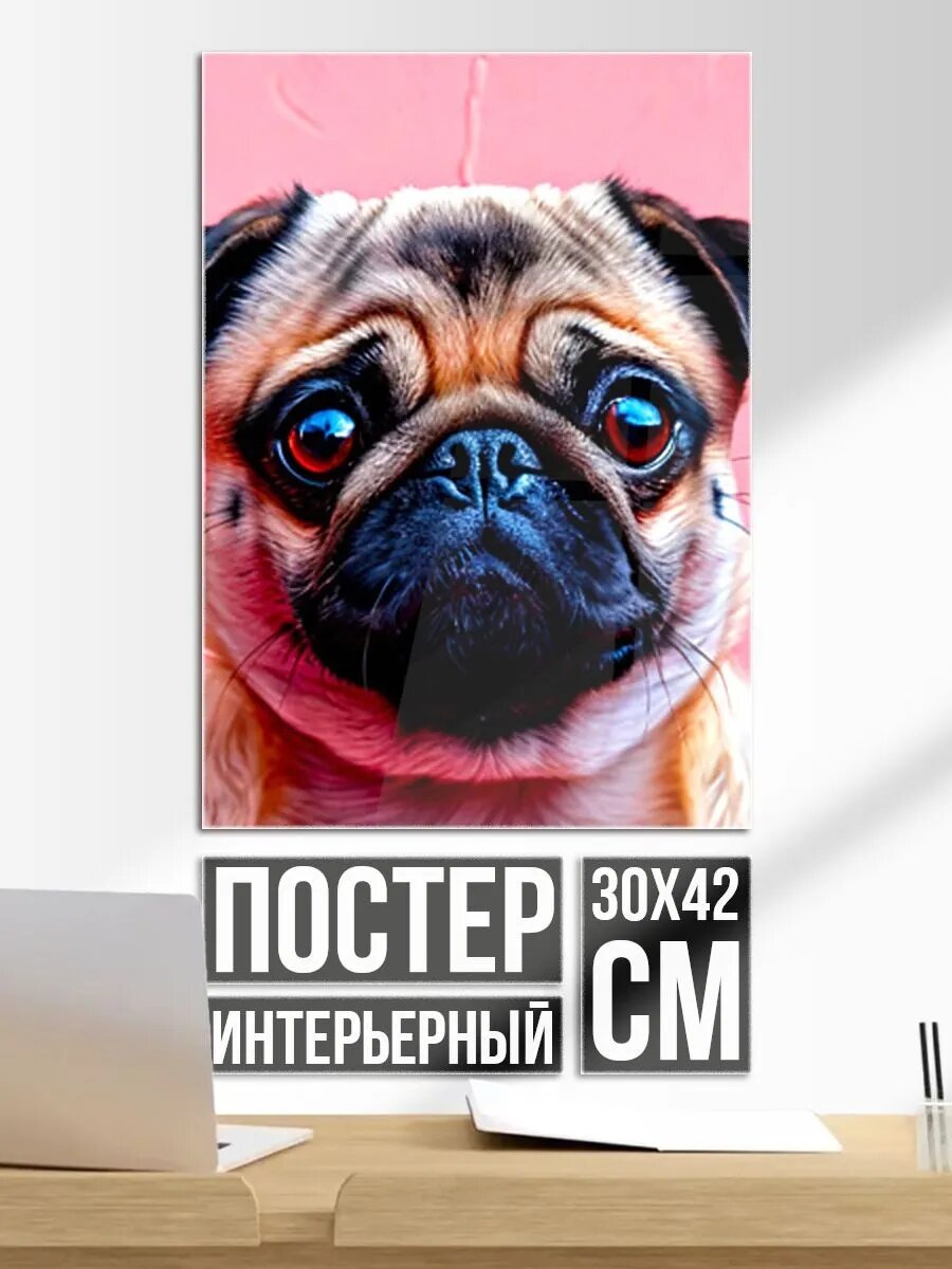 Постер на стену Мопс на розовом