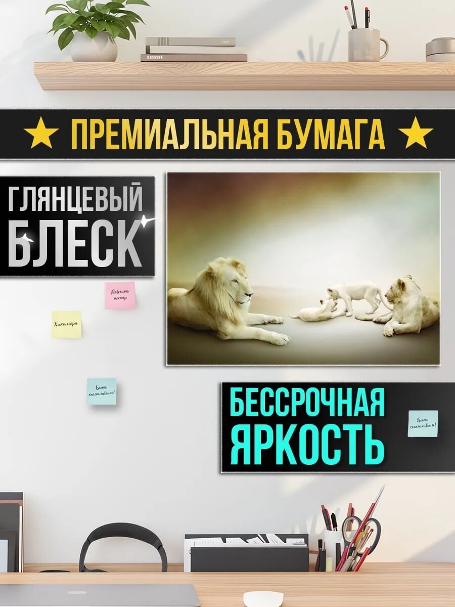 Плакат постер Белые львы — фото 1
