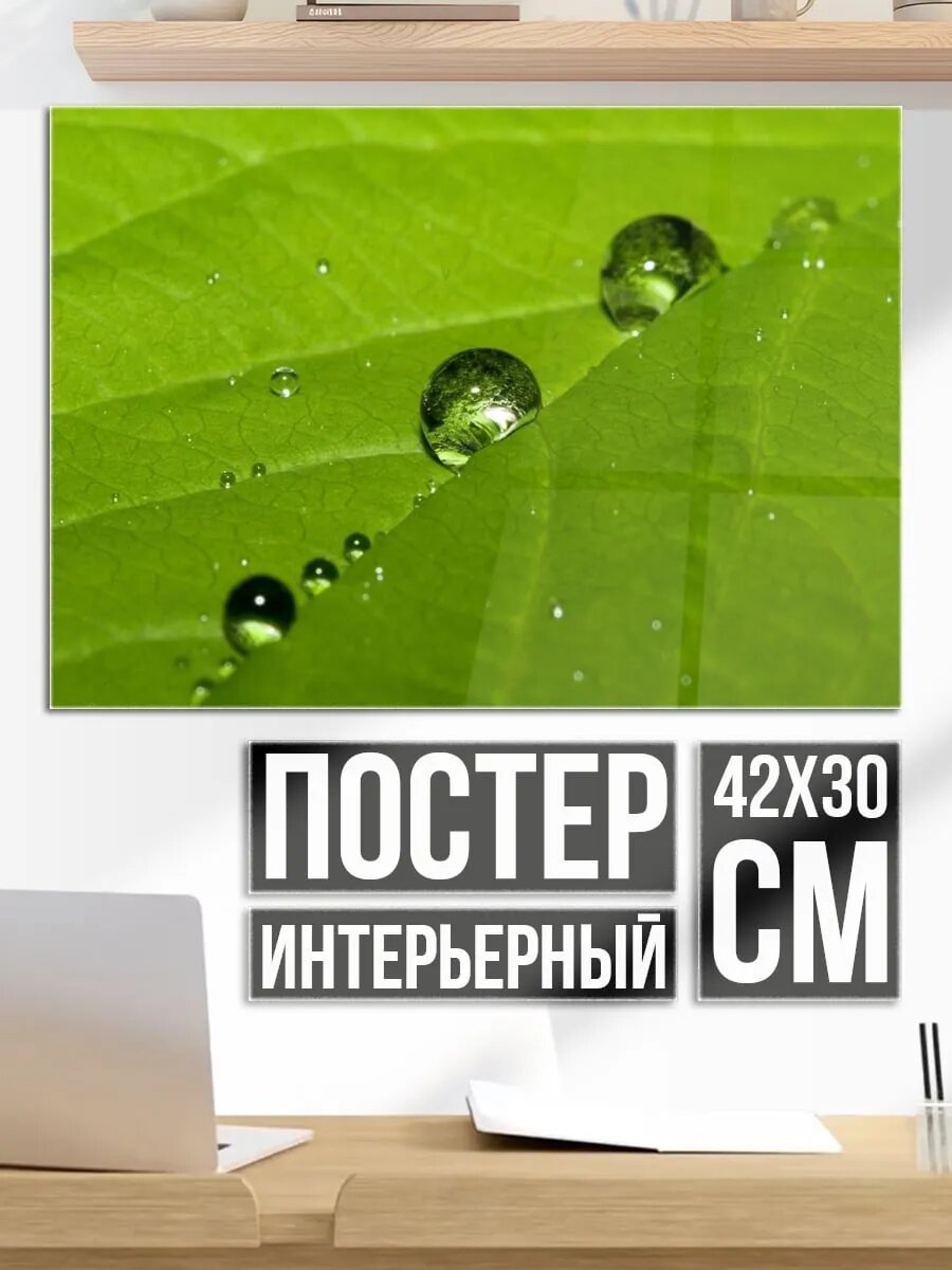 Плакат постер Капли на листе