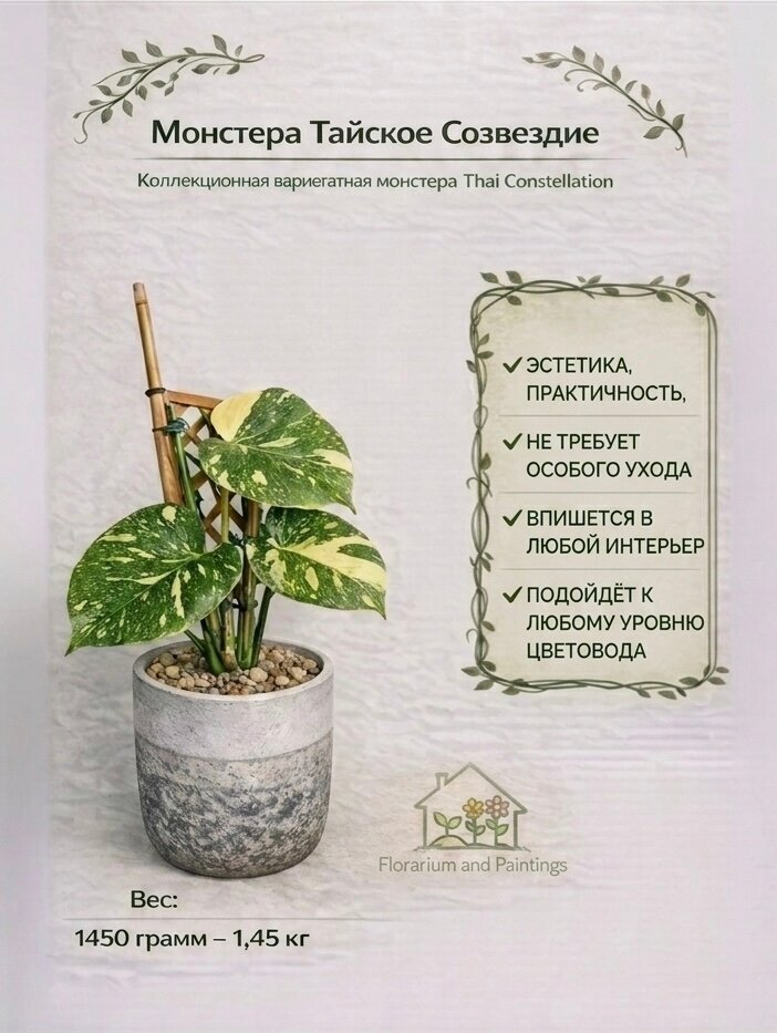 Комнатное растение Монстера тайское созвездие