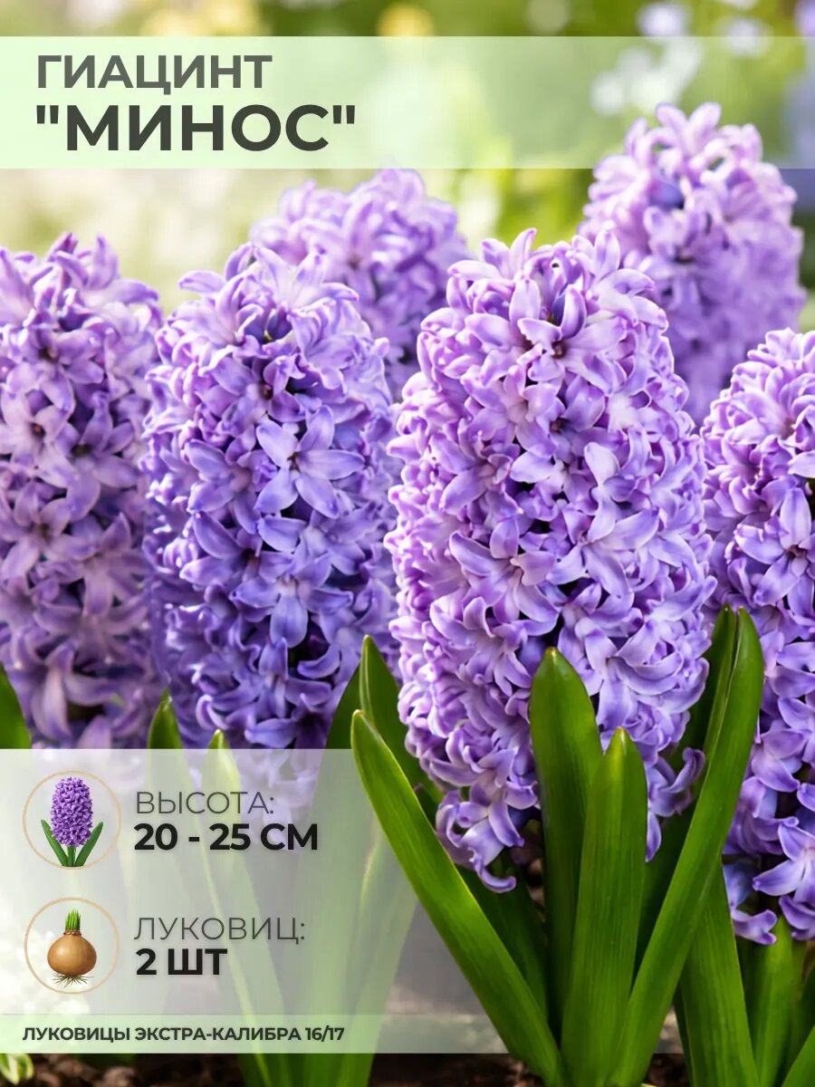 Гиацинт "Минос", нежного сиренево-лавандового оттенка - луковицы, 2 шт.